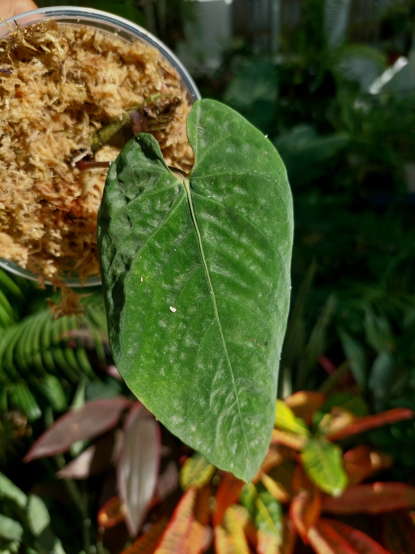 Anthurium Sp. Purple A0154 (EXACT PLANT) – Amazon Plants Peru