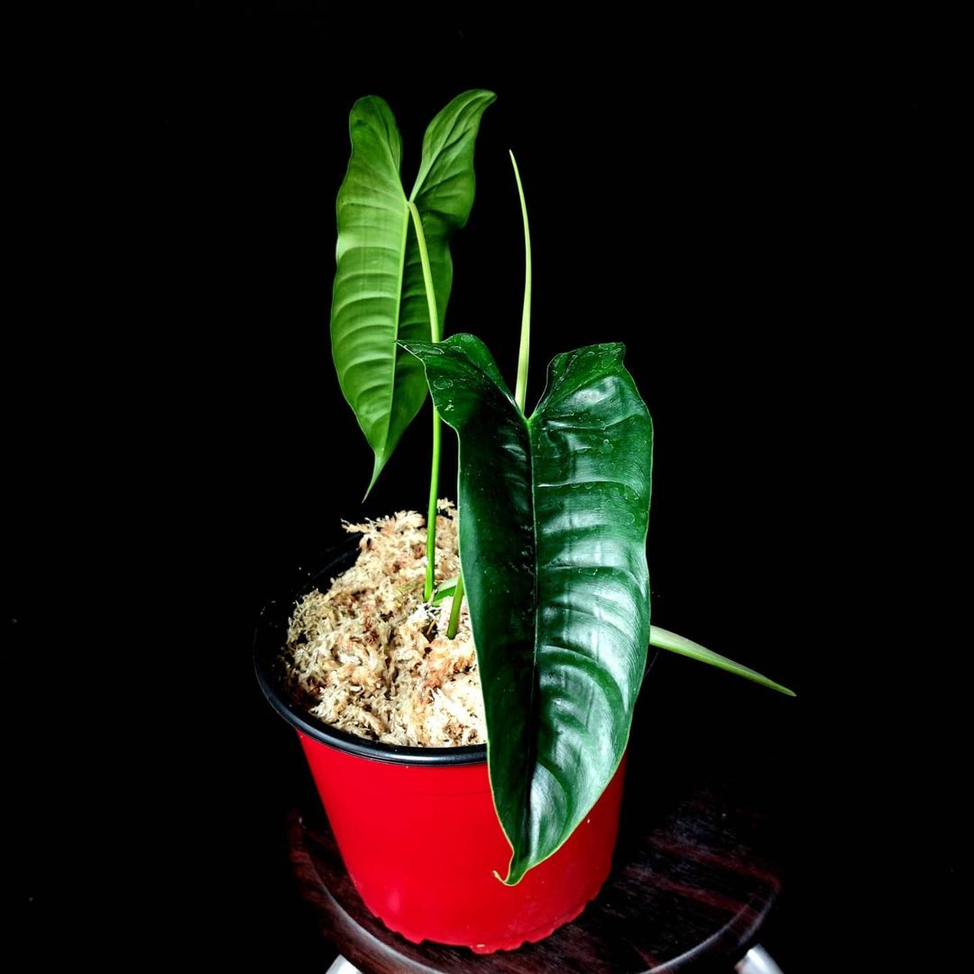 Philodendron felix – Amazon Plants Peru
