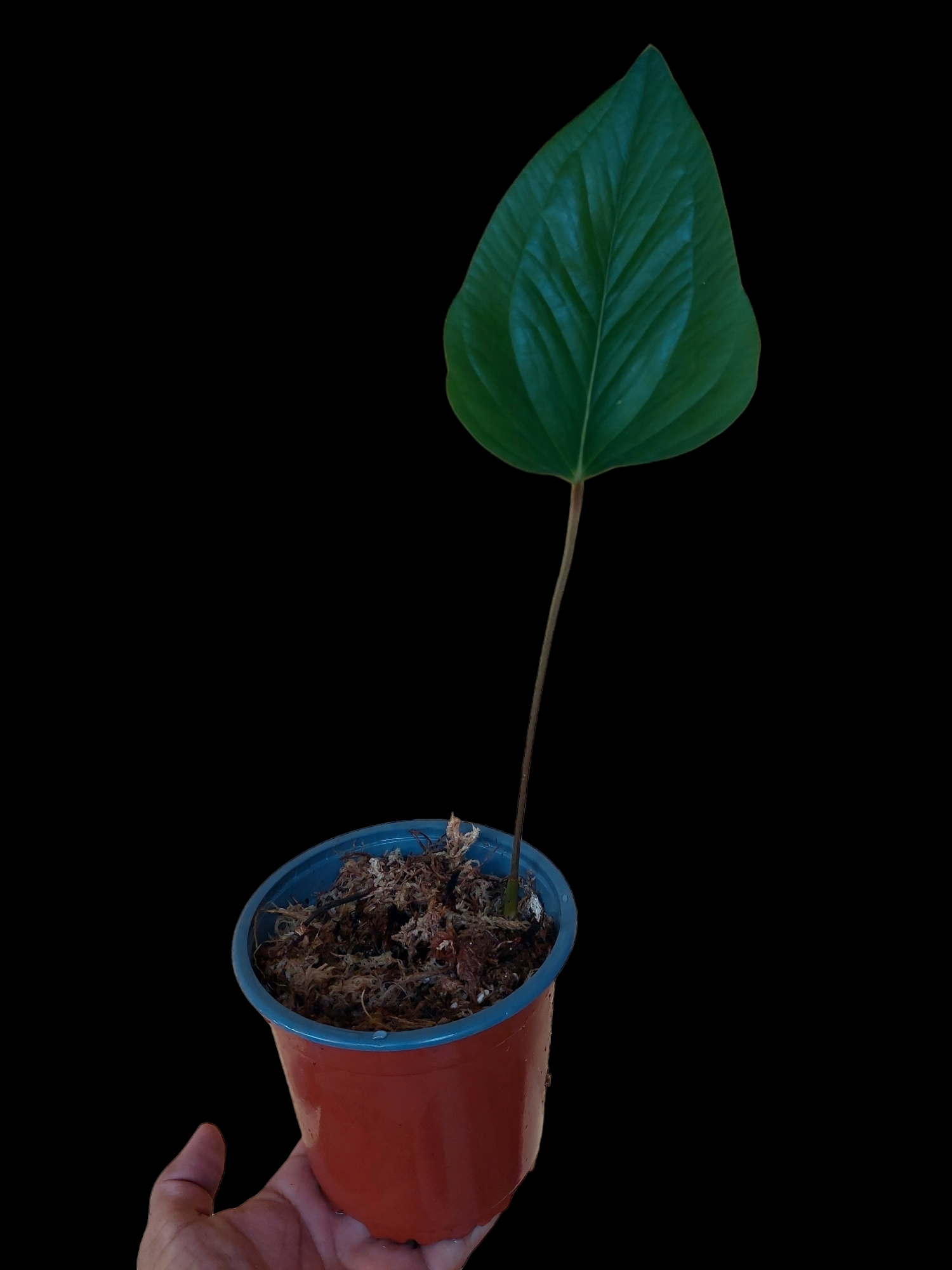 Anthurium sp. 'Indian arrow' (EXACT PLANT) – Amazon Plants Peru