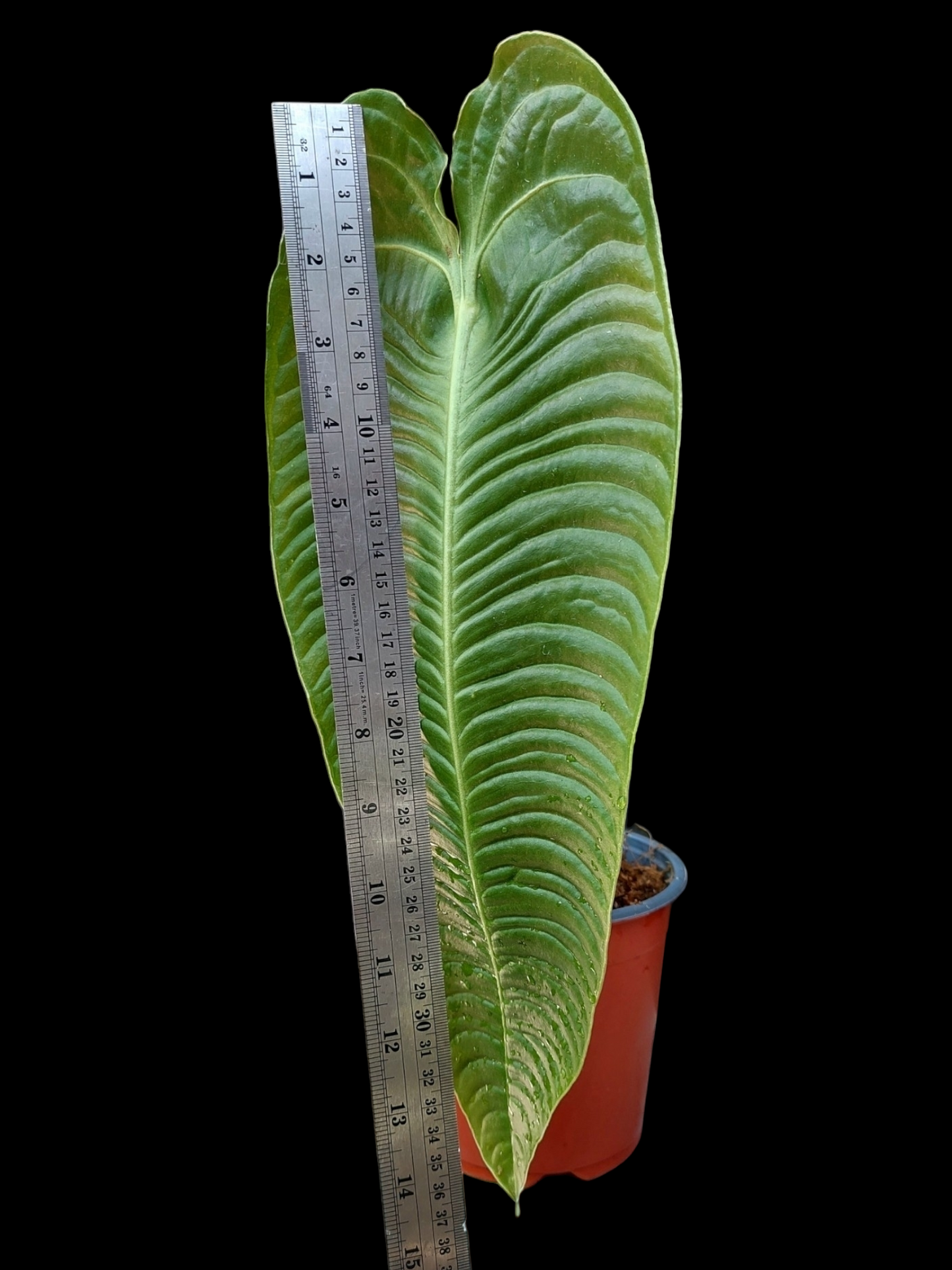 Anthurium Veitchii Narrow Form (EXACT PLANT) – Amazon Plants Peru