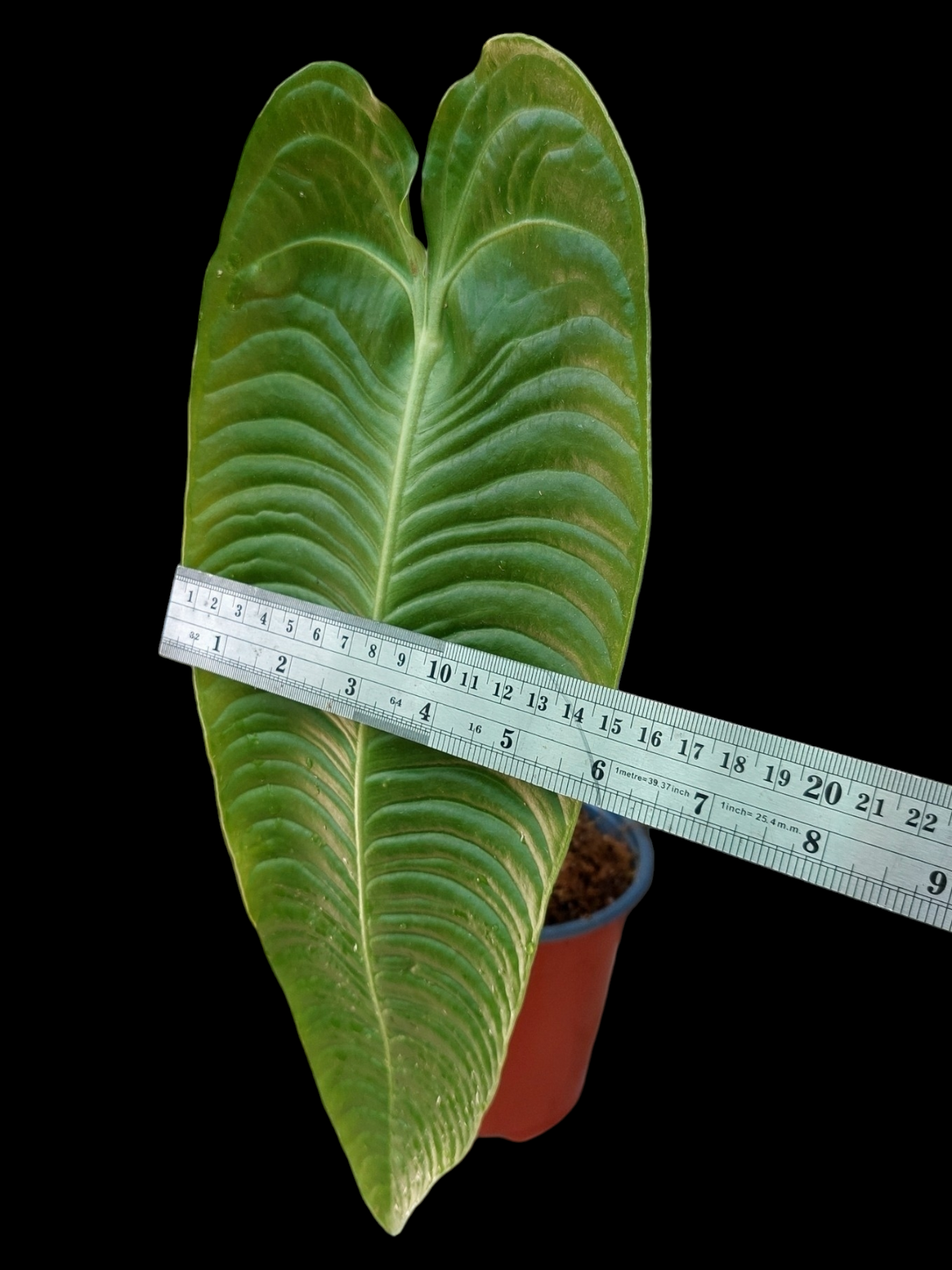 Anthurium Veitchii Narrow Form (EXACT PLANT) – Amazon Plants Peru